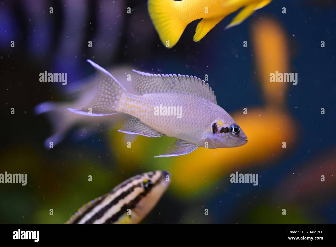 Freshwater aquarium fish, endemic cichlid fish from African lake and ...
