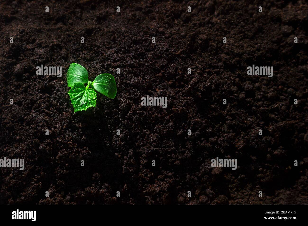 Seedling are growing from soil, ecology concept Stock Photo - Alamy