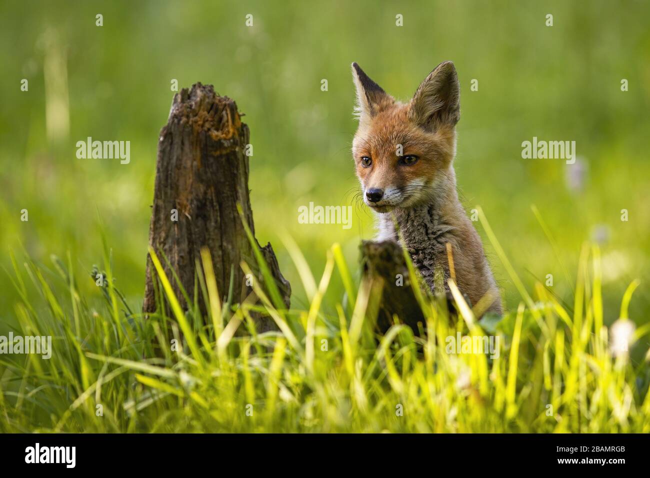 Fresh young fox cub hi-res stock photography and images - Alamy