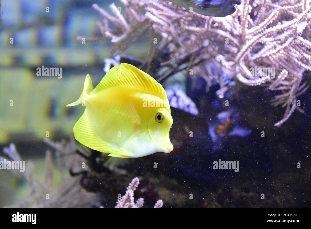 The yellow tang (Zebrasoma flavescens), salt water yellow aquarium fish ...