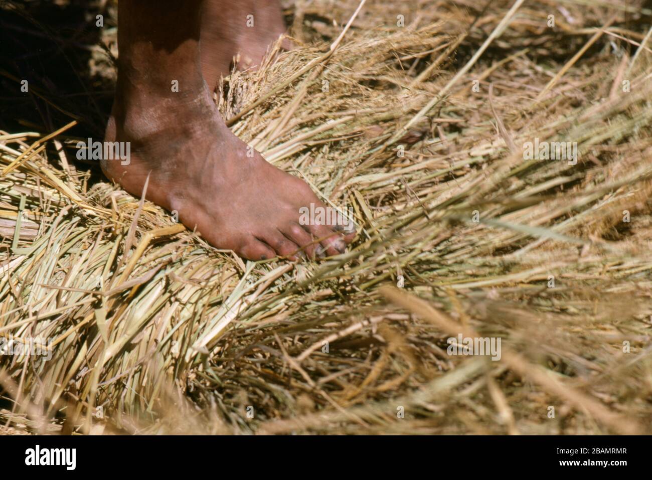 The foot of a man theshing rice manually through foot action, in the ...