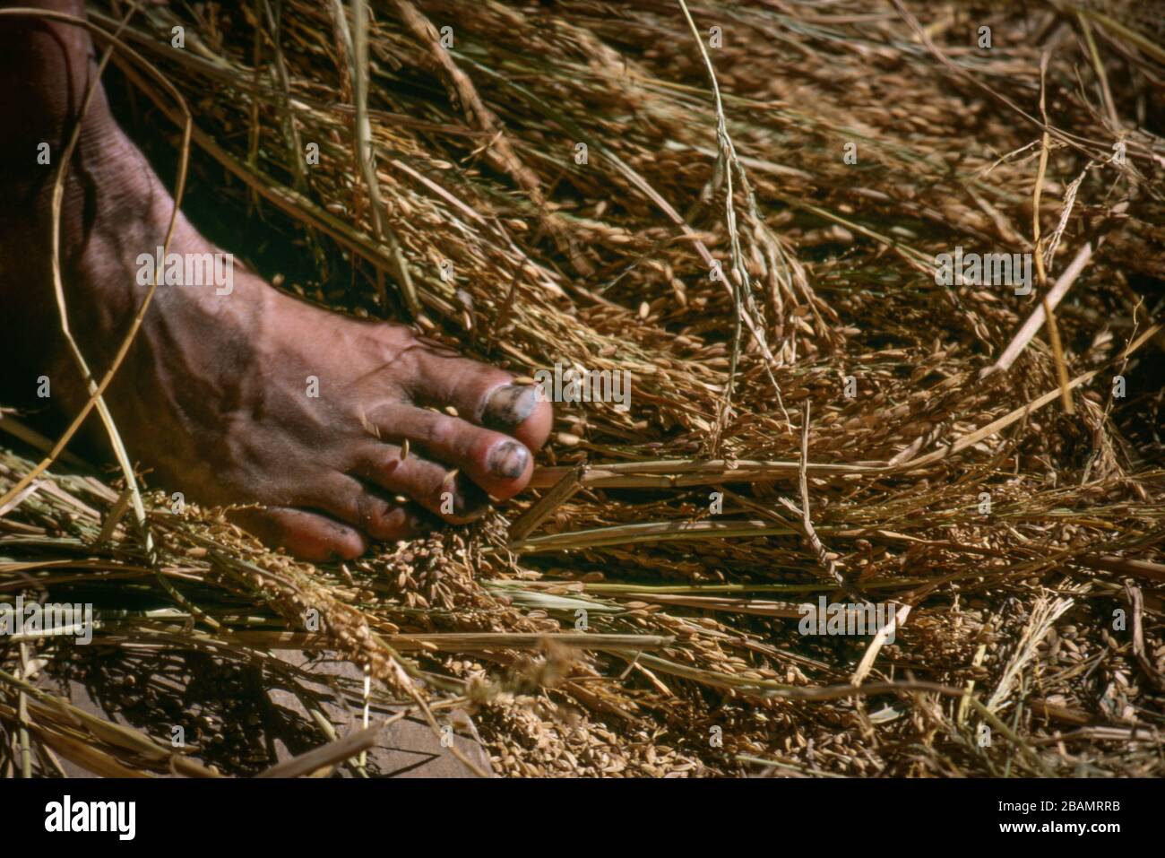 The foot of a man theshing rice manually through foot action, in the ...