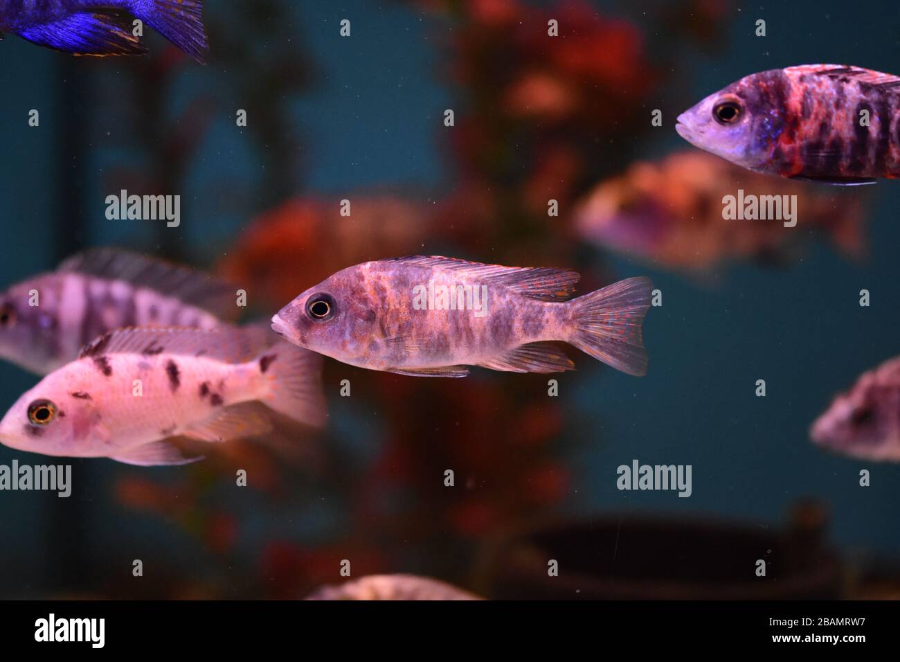 Freshwater aquarium fish, endemic cichlid fish from African lake and ...
