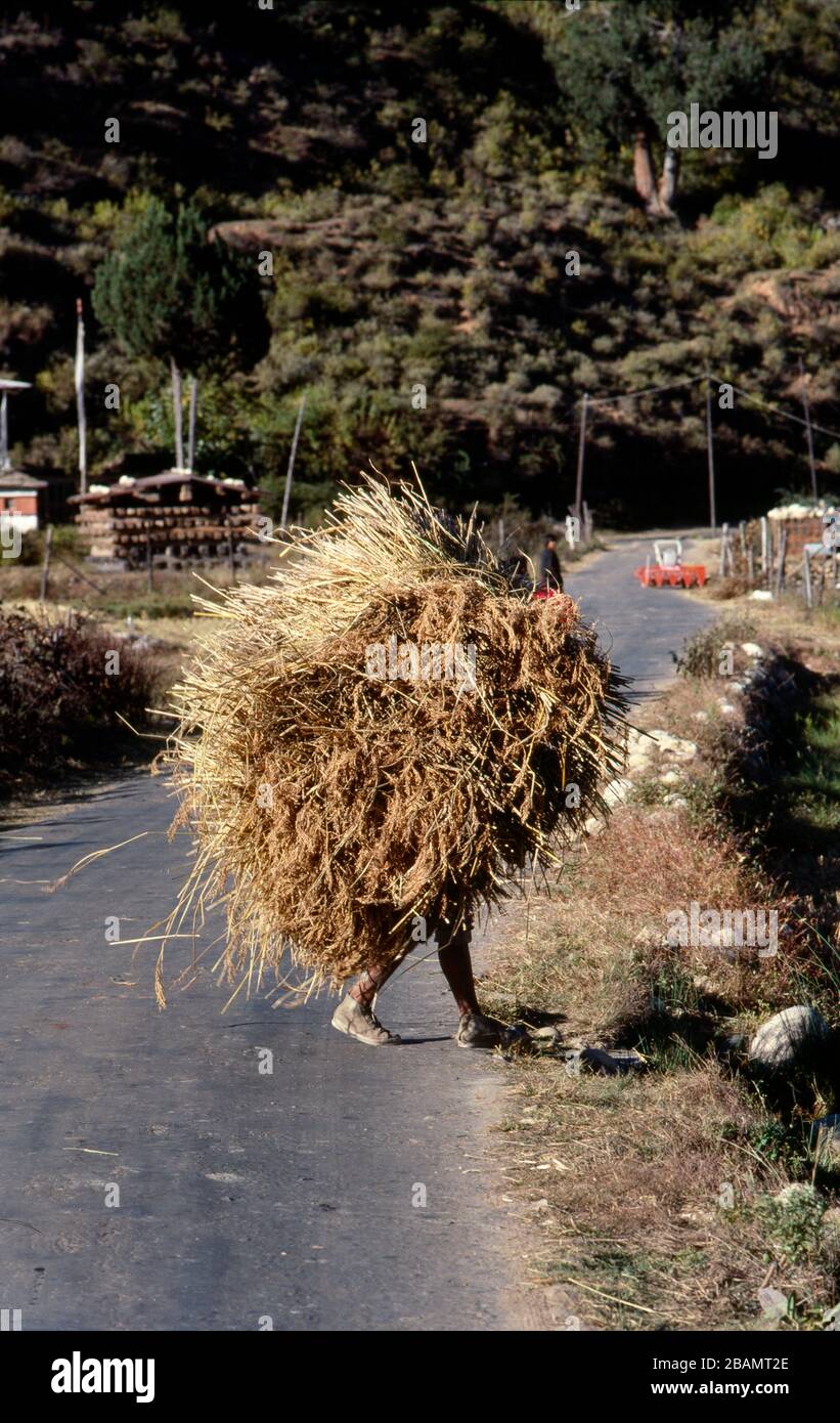 A worker makes his way to storage with a great bundle of cut rice ...