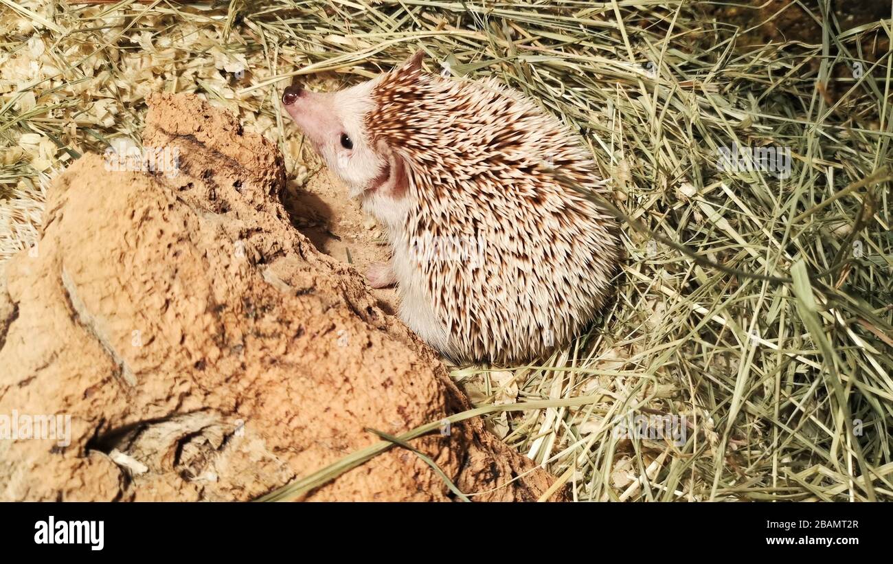 Top view hedgehog is sniffing intensively Stock Photo - Alamy