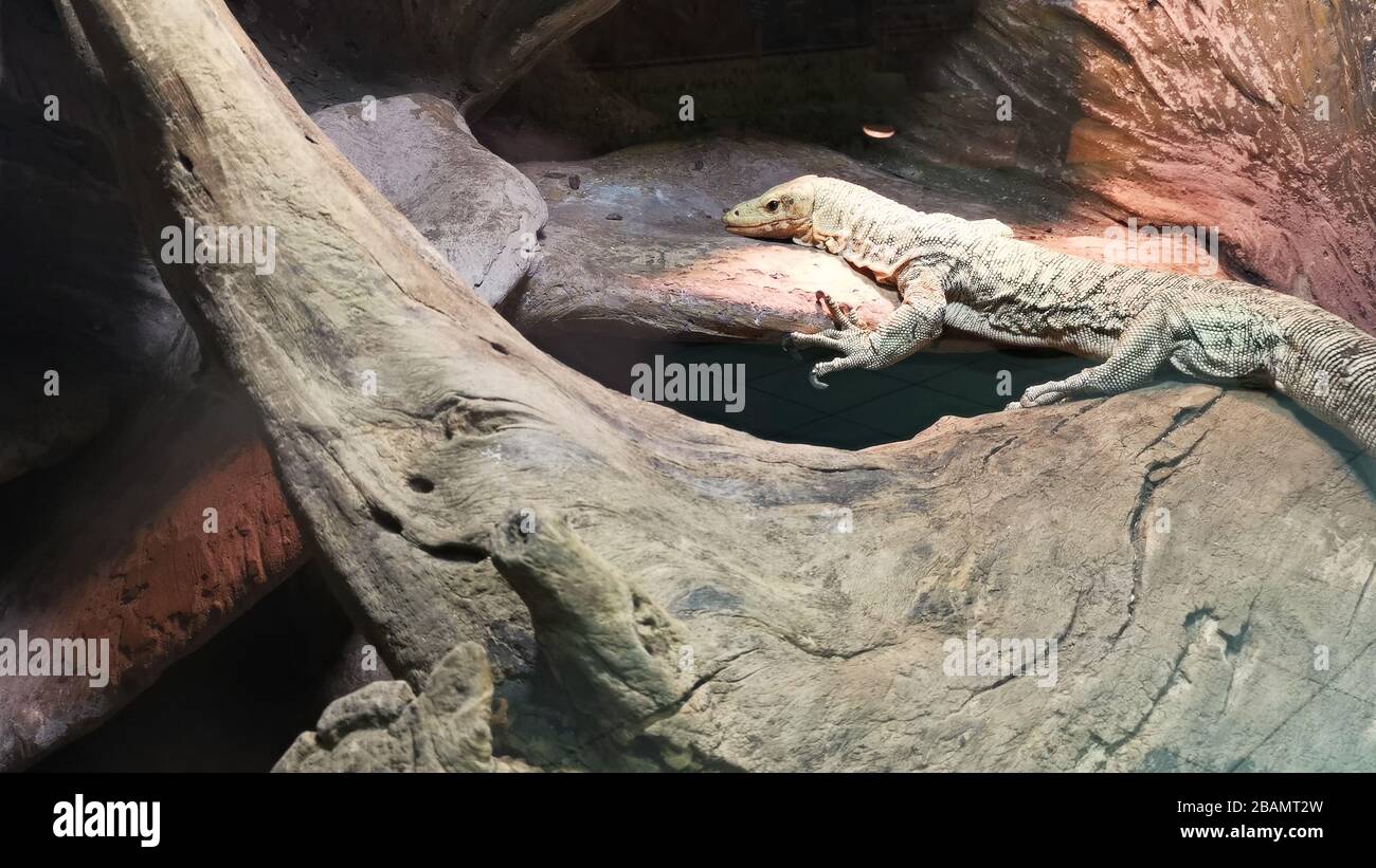 Varan lizard resting in a zoo Stock Photo - Alamy