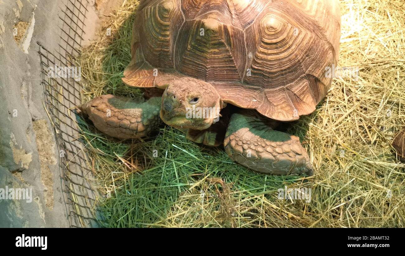 Rabbit and turtle hi-res stock photography and images - Alamy