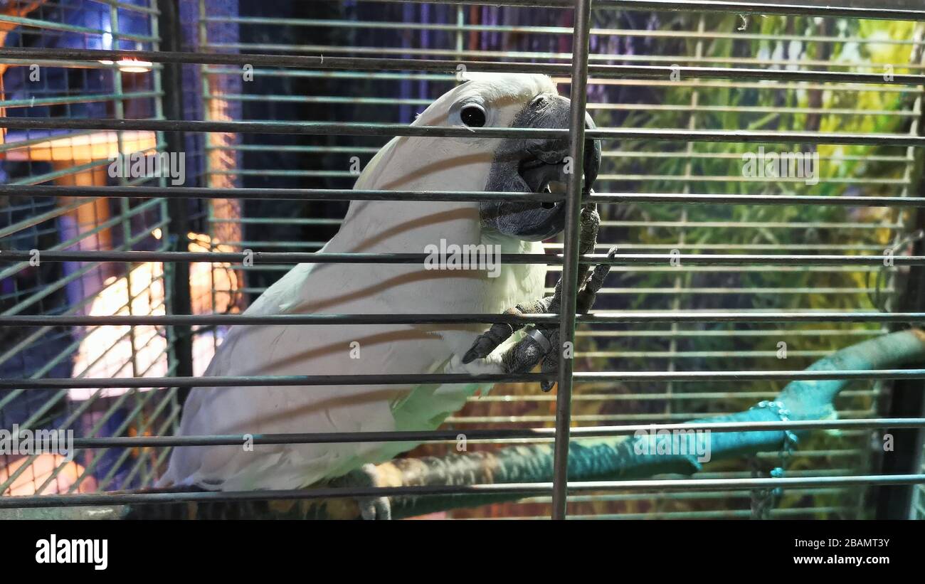 Close up white cacadu parrot portrait Stock Photo - Alamy