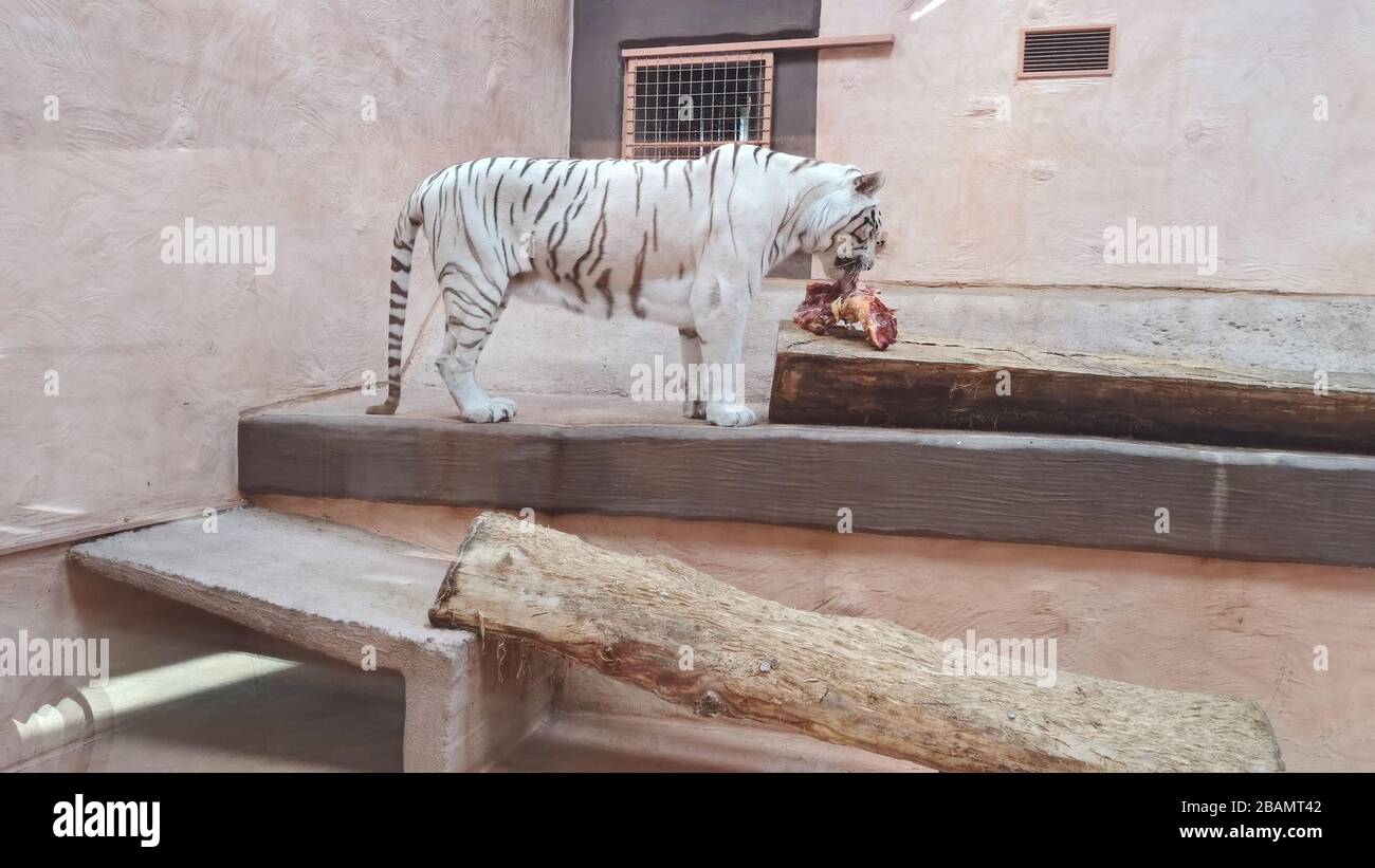 Tiger meat eat hi-res stock photography and images - Alamy