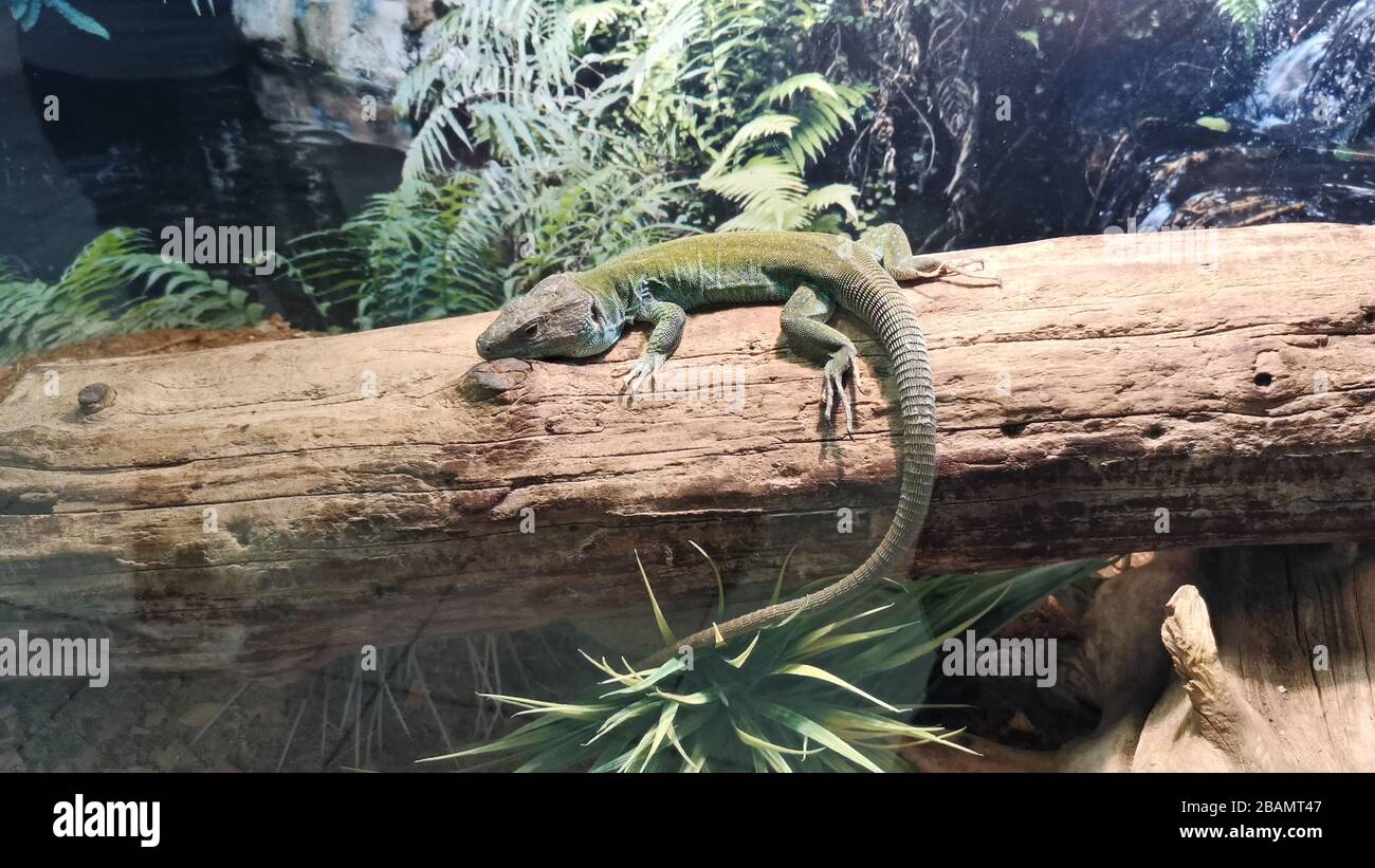Small lizard resting on a big tree Stock Photo - Alamy