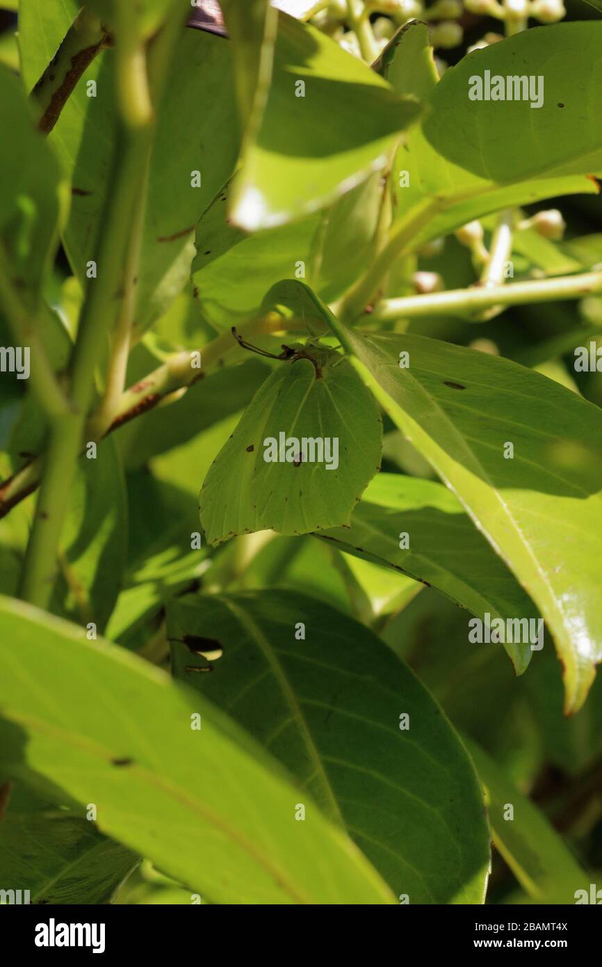 Butterfly shaped leaf hi-res stock photography and images - Alamy