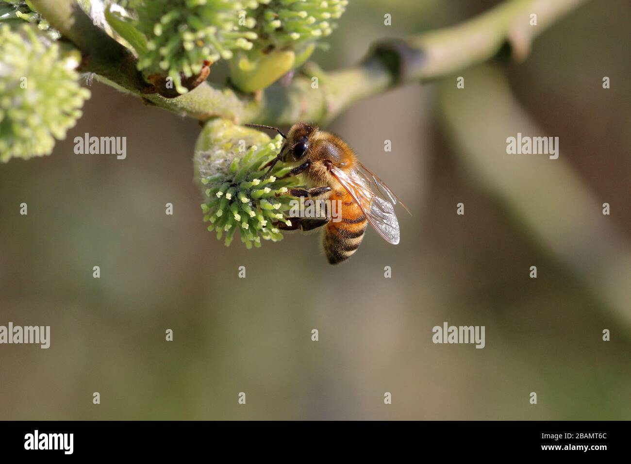 honey bee (Apris mellifera) foraging on goat willow (salix caprea ...