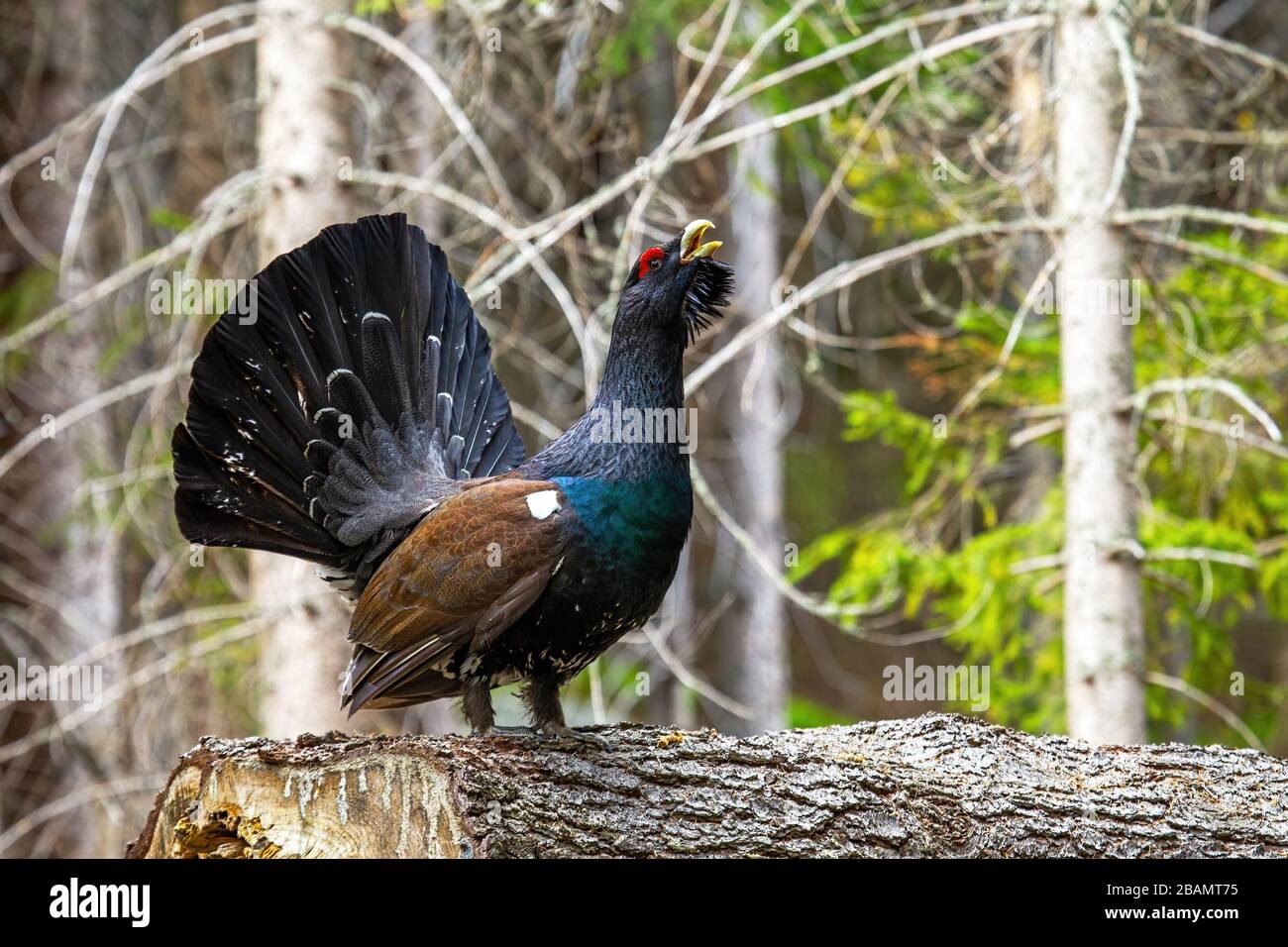 Dominant western capercaillie lekking on the fallen tree trunk Stock ...