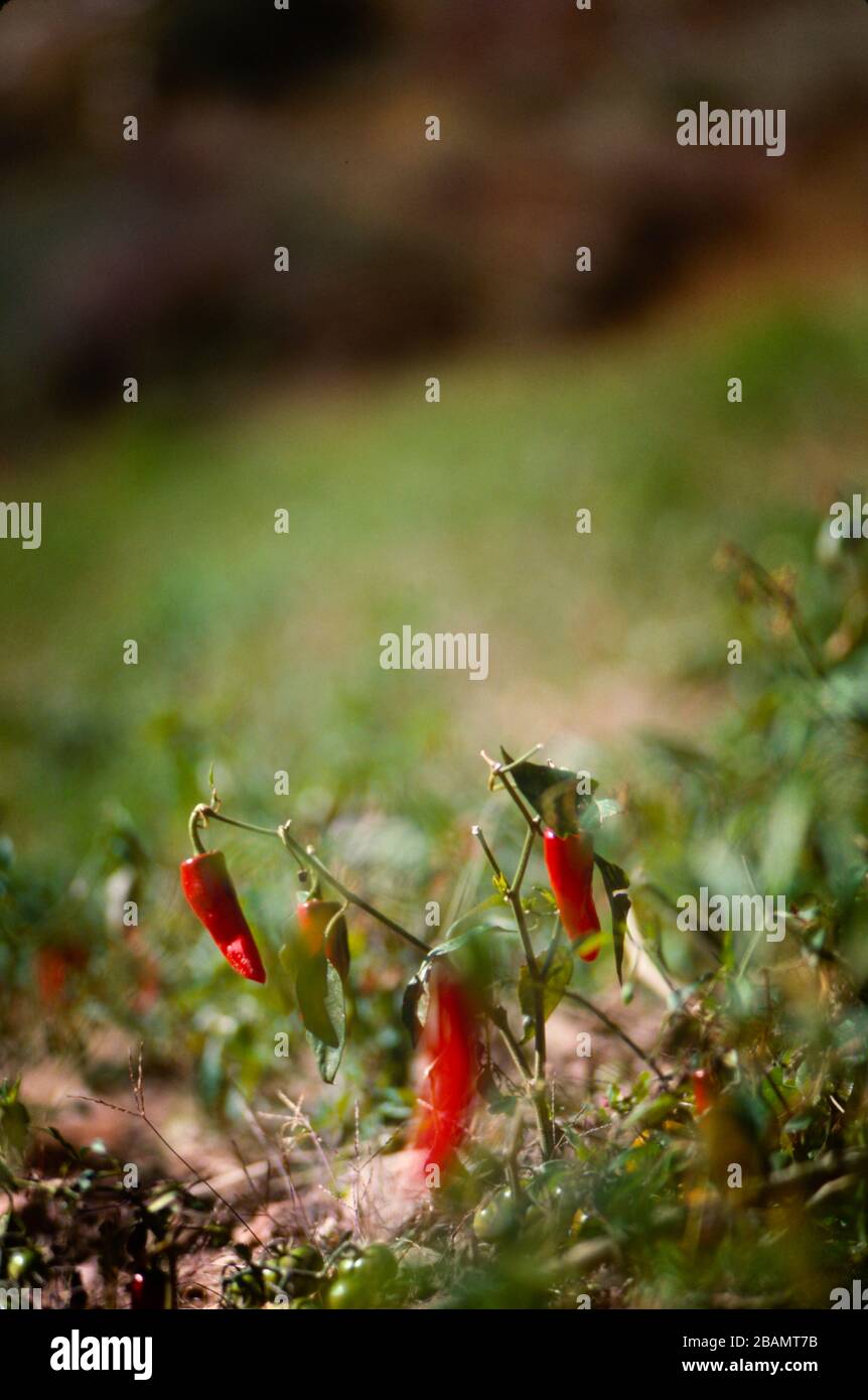 Chilis still growing on their stalks in a small field in the Gidakom ...