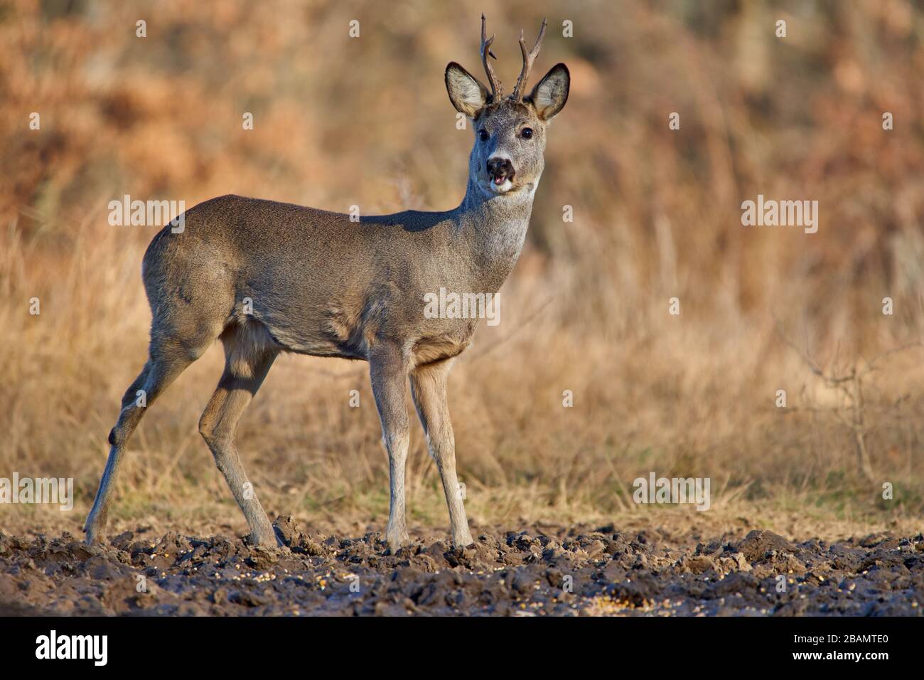 Male roe deer (roebuck) in the forest, early spring time Stock Photo ...