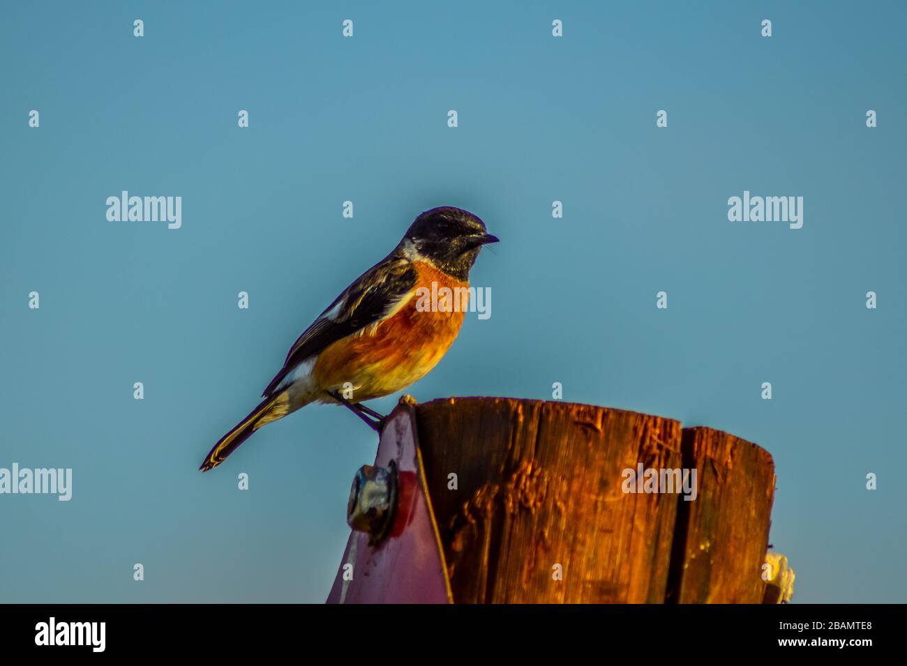 A common stone chat bird perched in a nature reserve in Pretoria South ...
