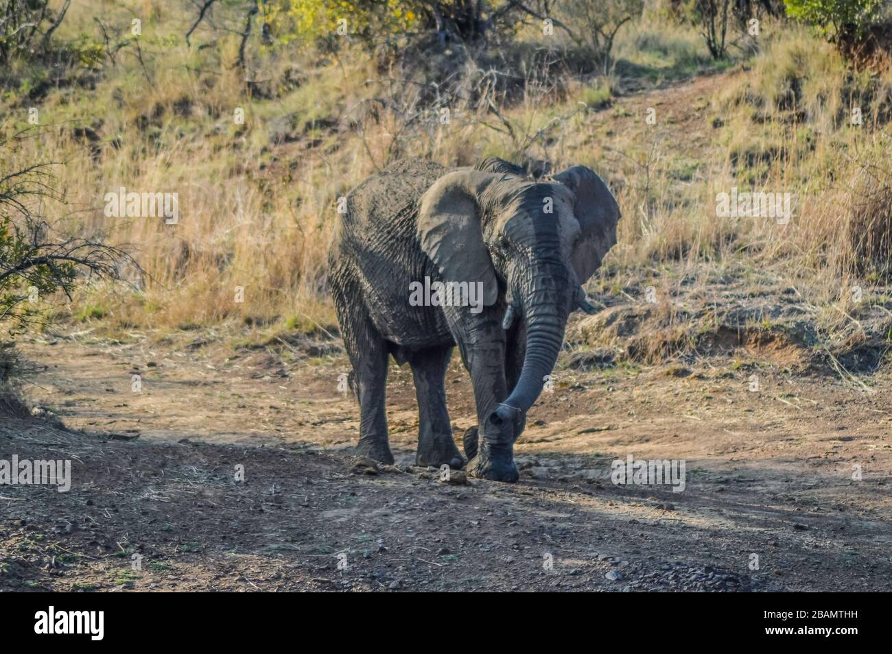 A lone male bull musth elephant showing aggressive behavior in a nature ...