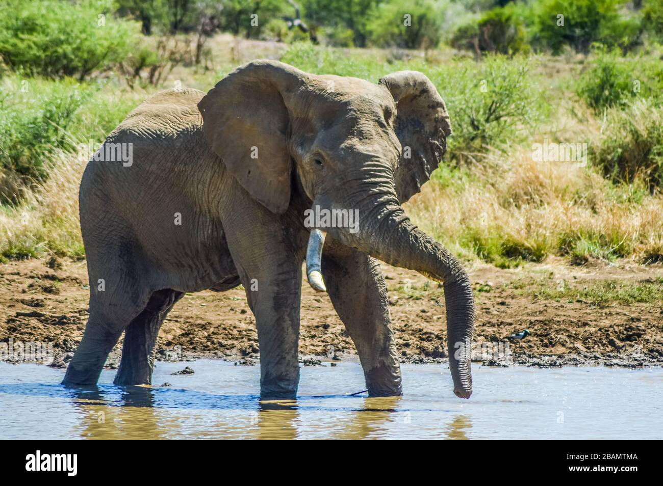 A lone male bull musth elephant showing aggressive behavior in a nature ...