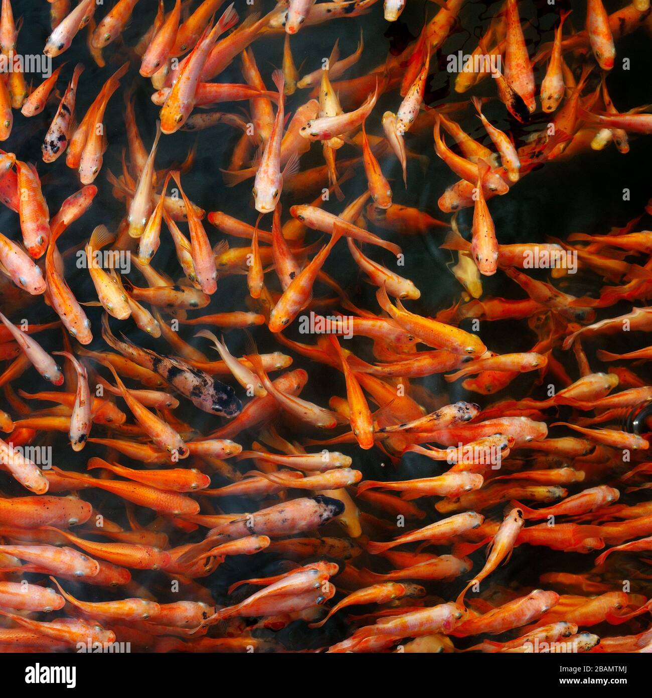 Red carp hi-res stock photography and images - Alamy
