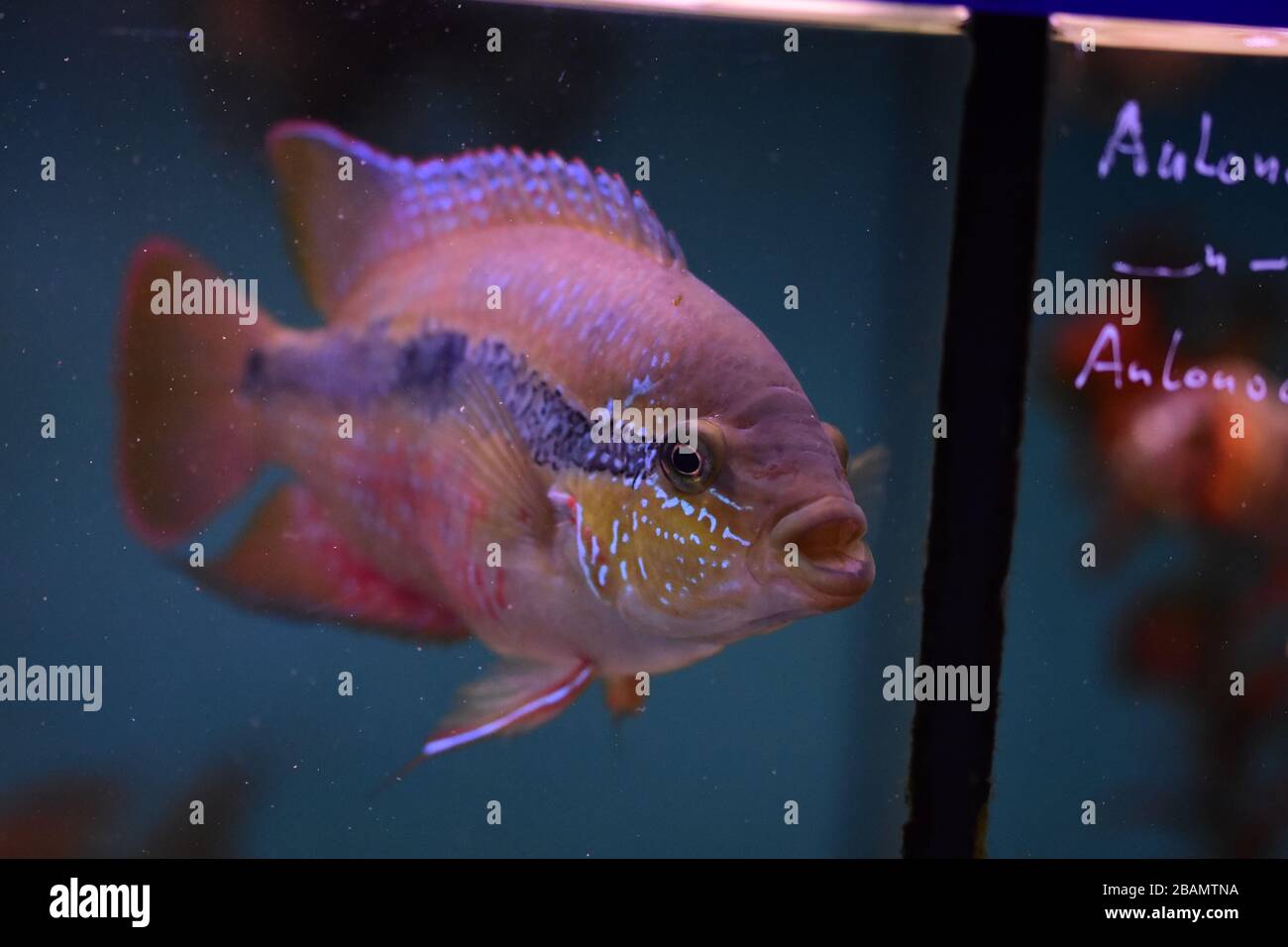 Freshwater aquarium fish, endemic cichlid fish from African lake and ...