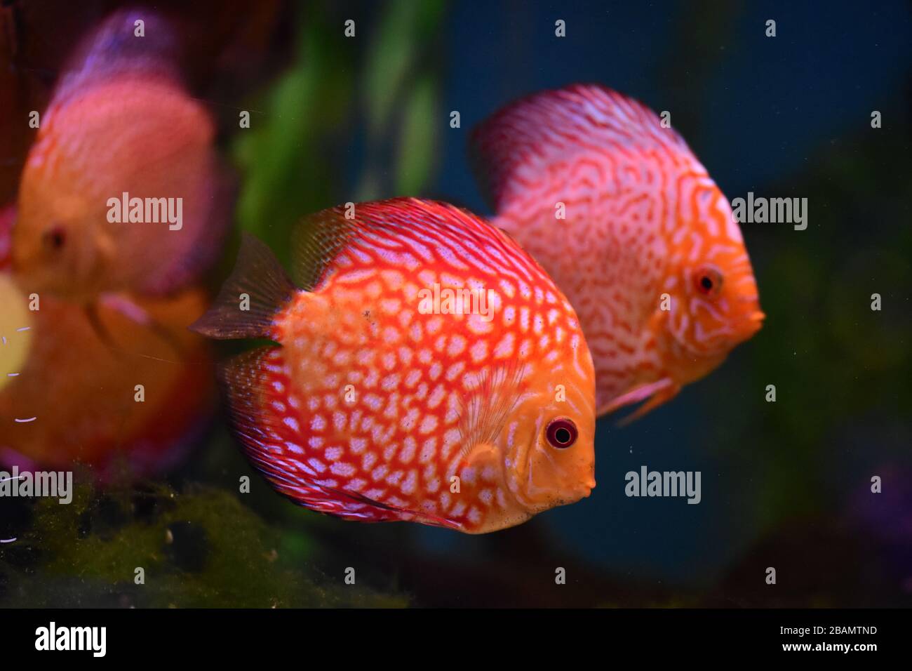 Freshwater aquarium fish symphysodon discus from Amazon river Stock ...