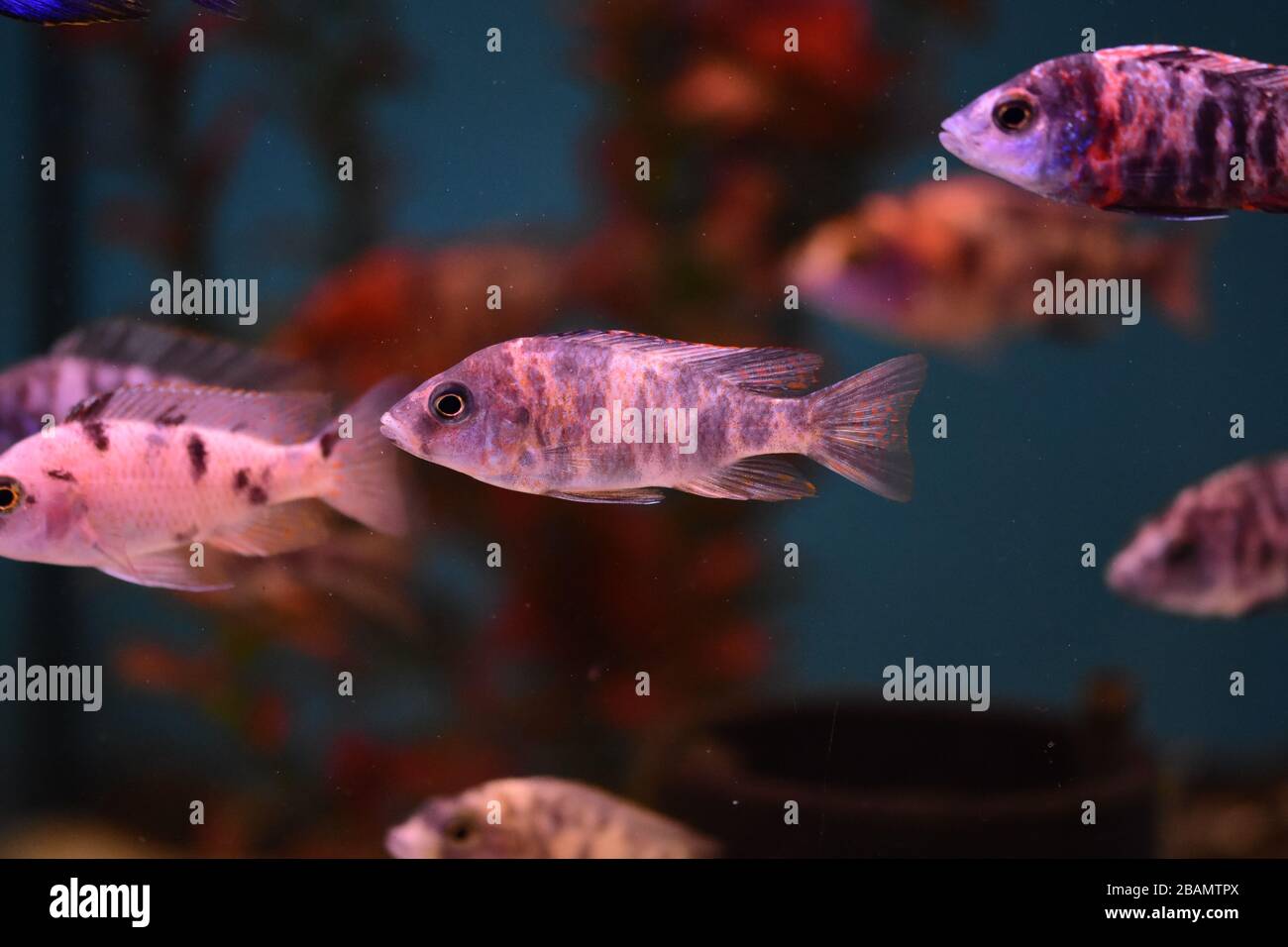 Freshwater aquarium fish, endemic cichlid fish from African lake and ...