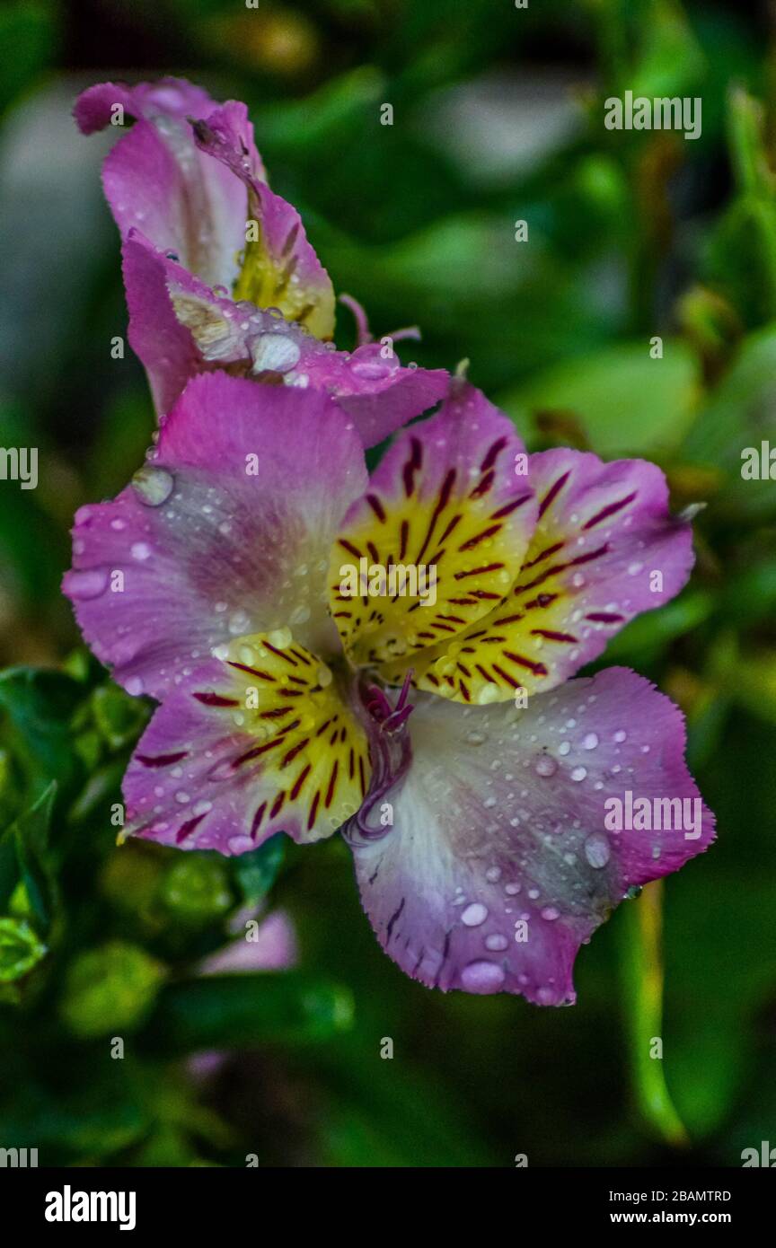 Inca lily hi-res stock photography and images - Alamy