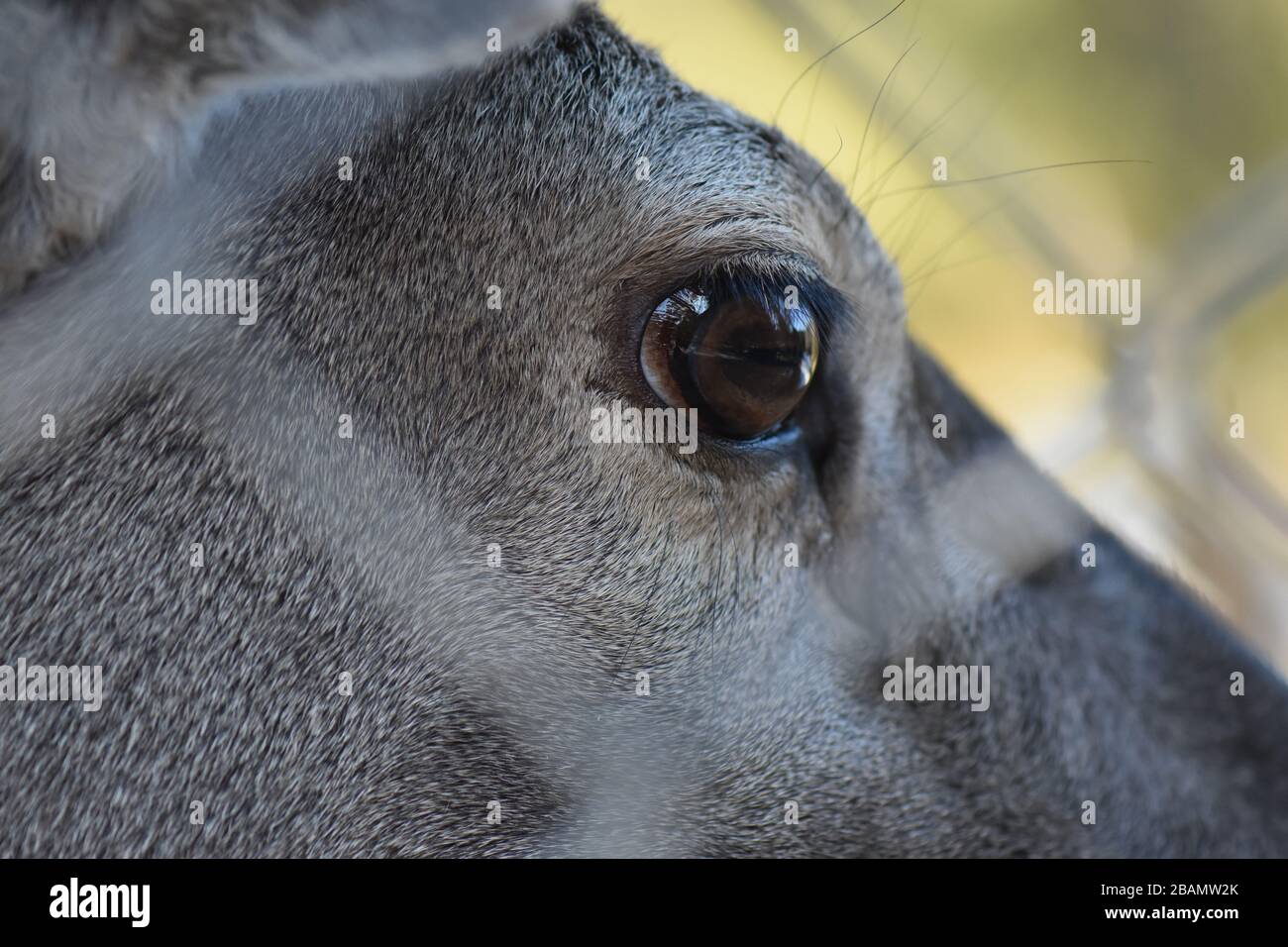 Deer eye hi-res stock photography and images - Alamy