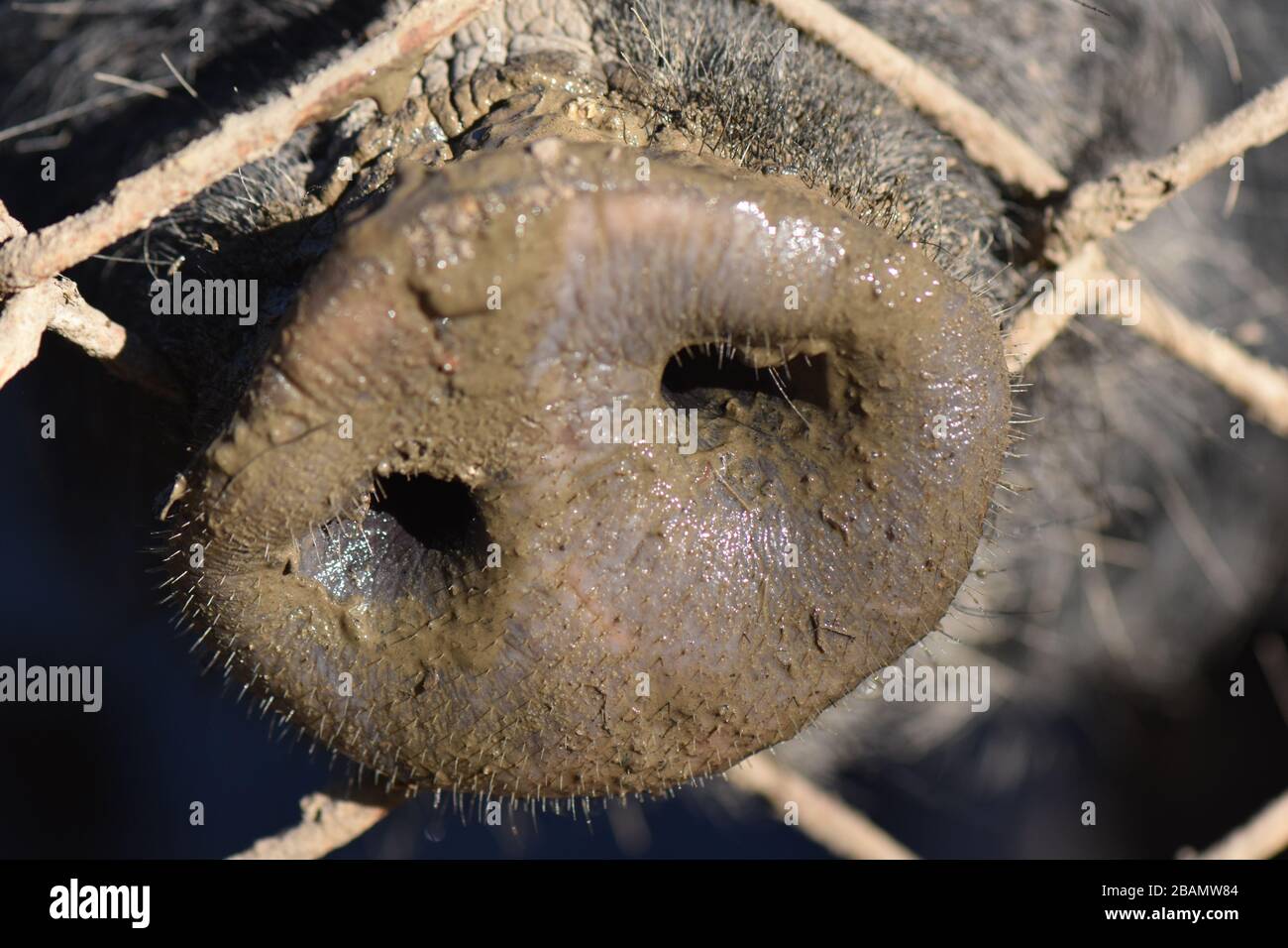 Piglet through the netting Stock Photo - Alamy