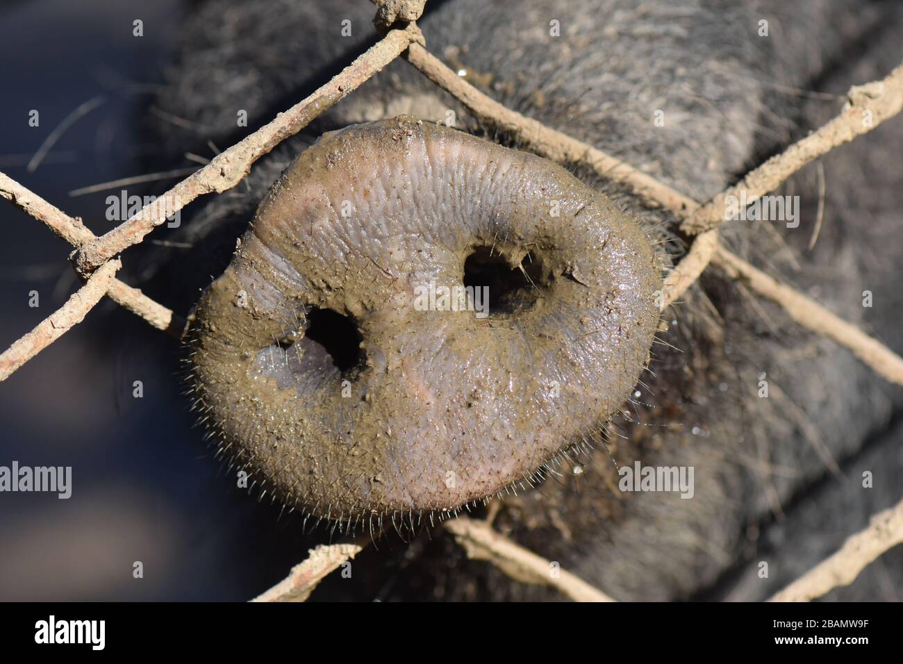Zoo wild hog piglet hi-res stock photography and images - Alamy