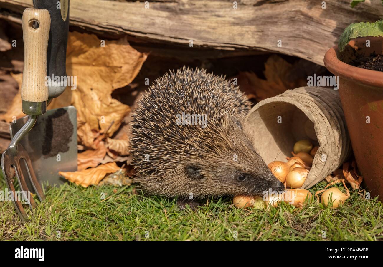 Hedgehog in vegetable garden hi-res stock photography and images - Alamy