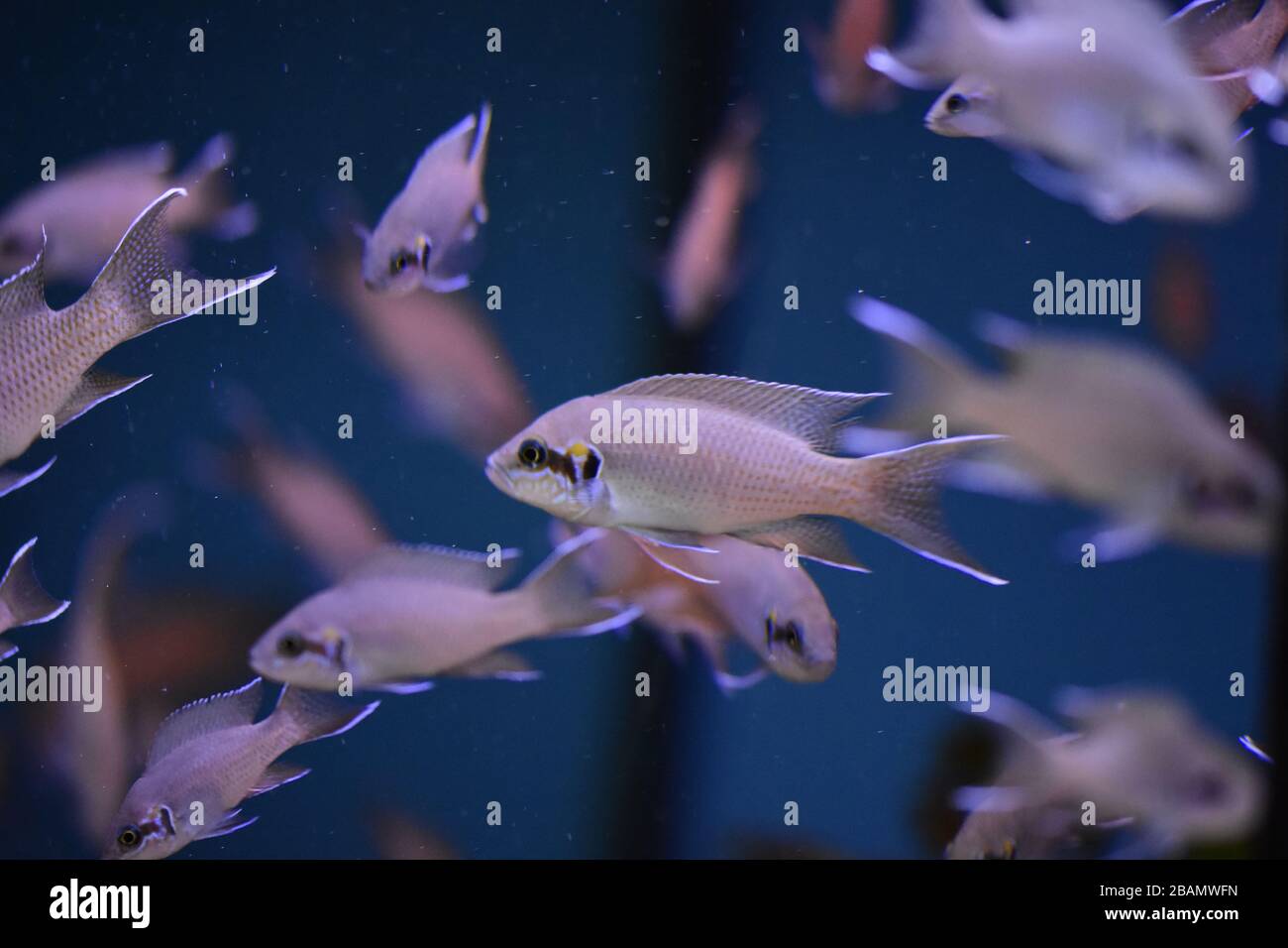 Freshwater aquarium fish, endemic cichlid fish from African lake and ...