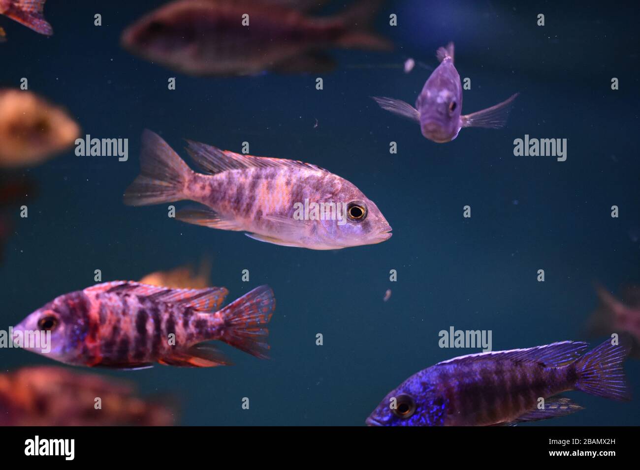 Freshwater aquarium fish, endemic cichlid fish from African lake and ...