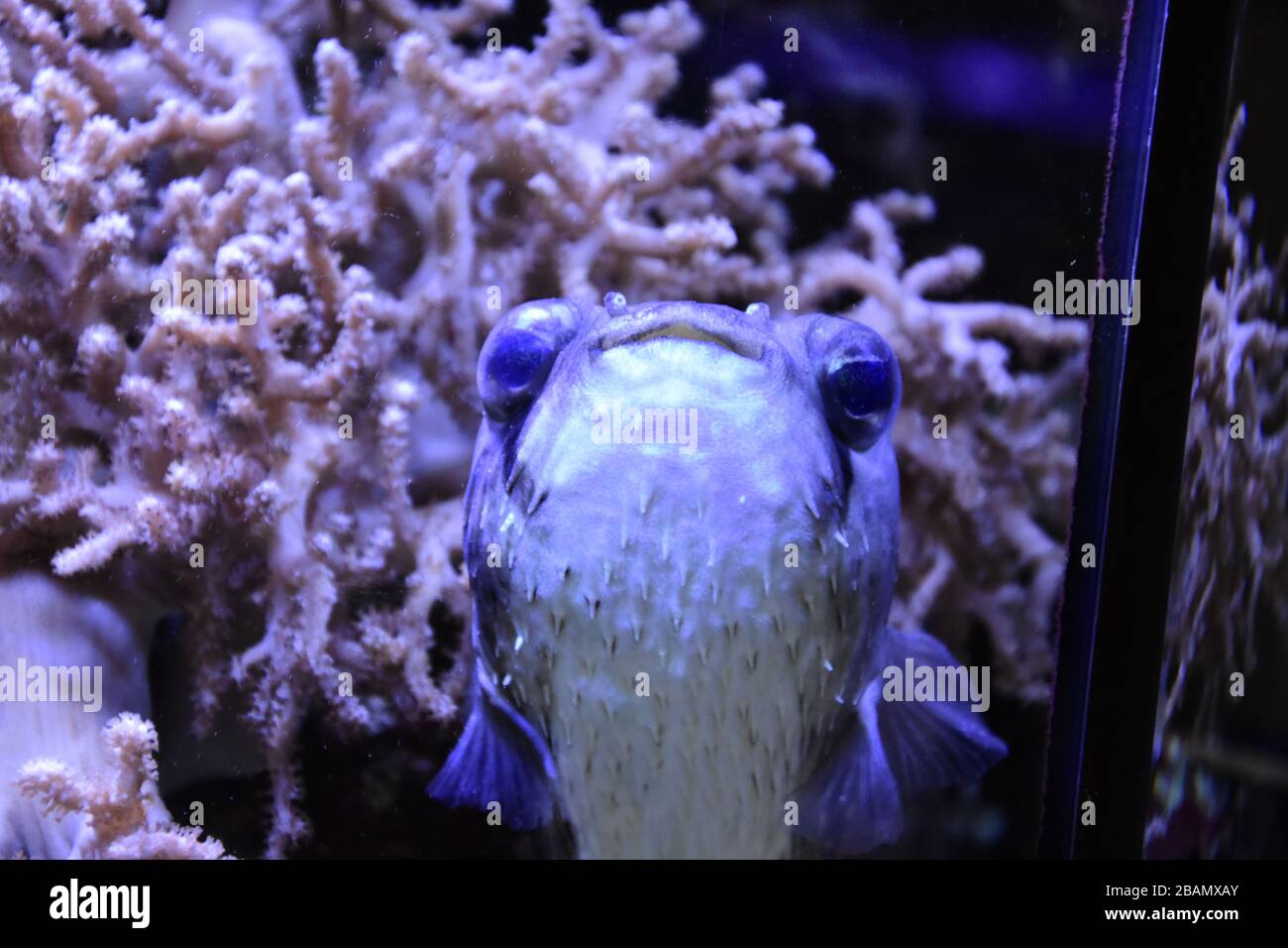 The blackspotted puffer (Arothron nigropunctatus). The dog-faced puffer ...