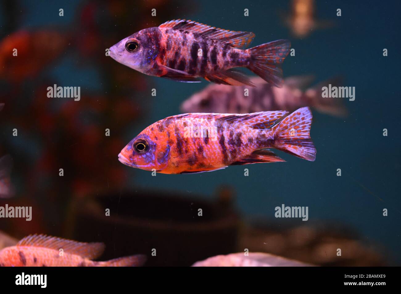 Freshwater aquarium fish, endemic cichlid fish from African lake and ...