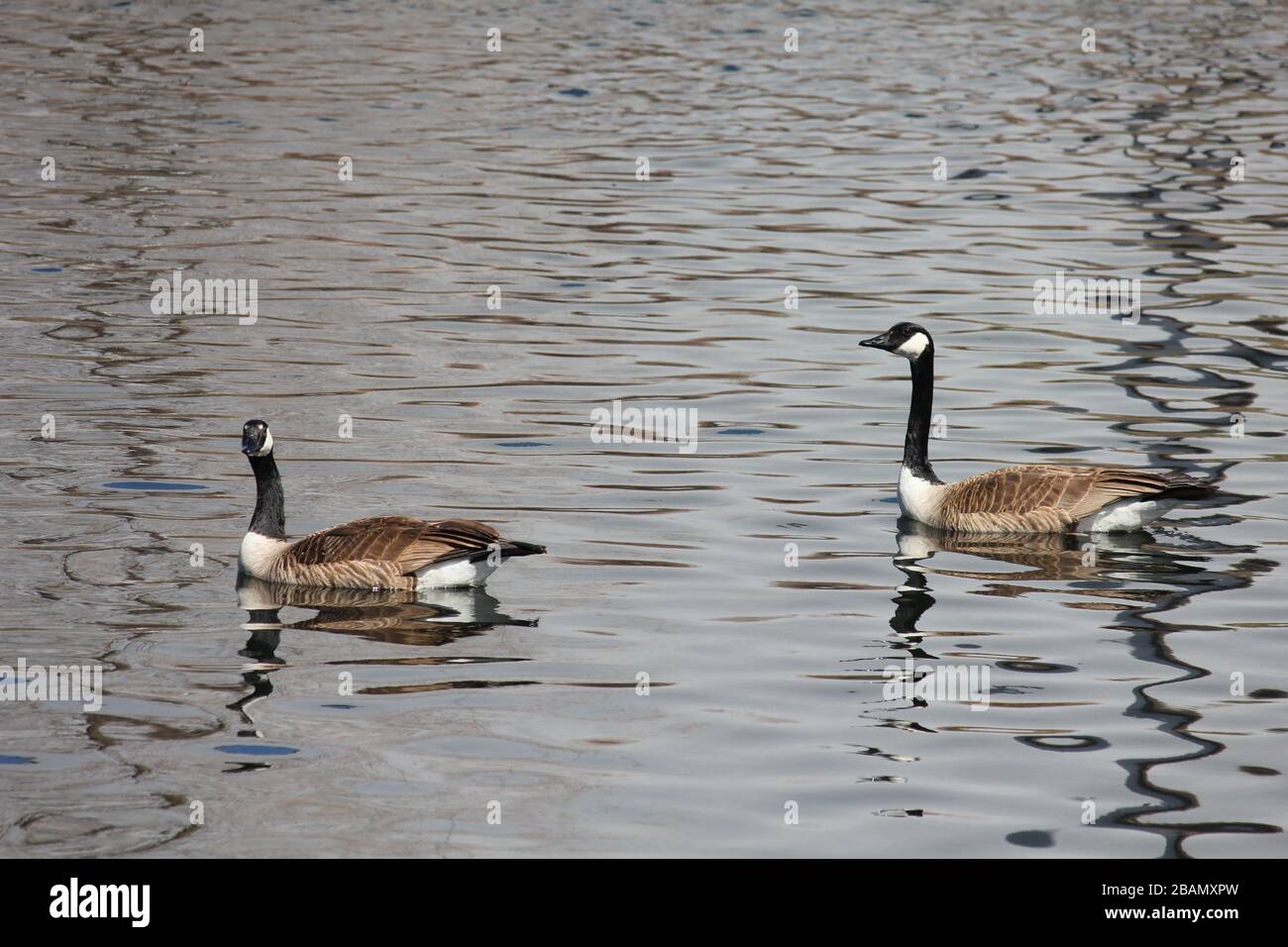 City geese hi-res stock photography and images - Alamy