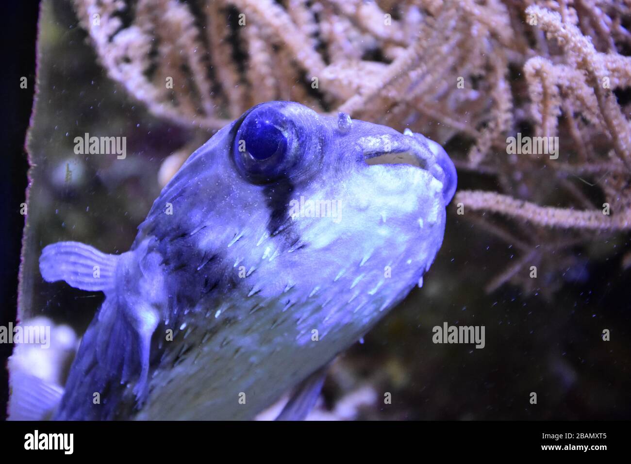 The blackspotted puffer (Arothron nigropunctatus). The dog-faced puffer ...