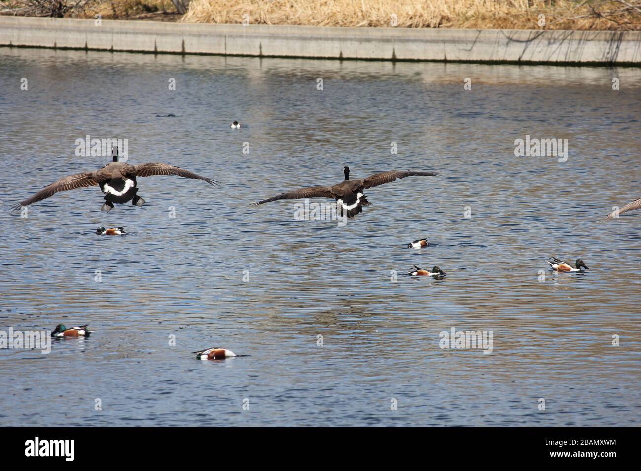 City geese hi-res stock photography and images - Alamy