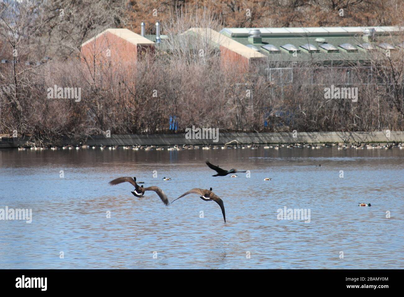 Geese city park hi-res stock photography and images - Alamy