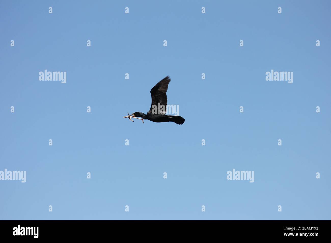 Black Cormorant (Bird) at City Park, Denver, Colorado, USA Stock Photo ...