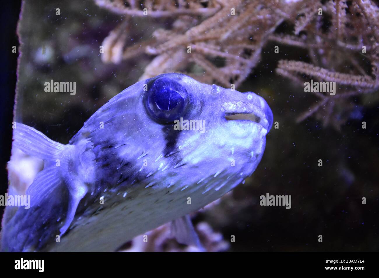 The blackspotted puffer (Arothron nigropunctatus). The dog-faced puffer ...