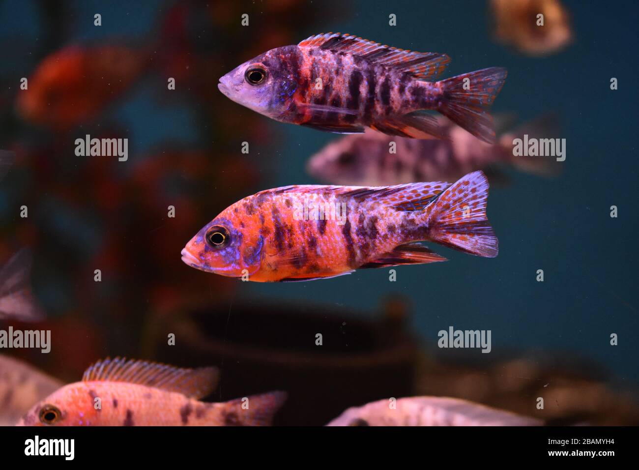 African Fish For Aquariums , African Aquarium Fish : A Comprehensive ...
