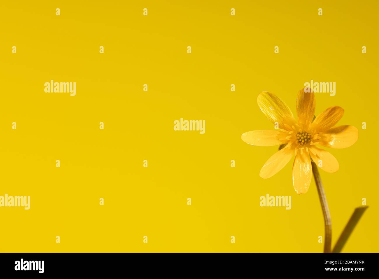 Lesser yellow celandine flower seen against a solid colourful ...