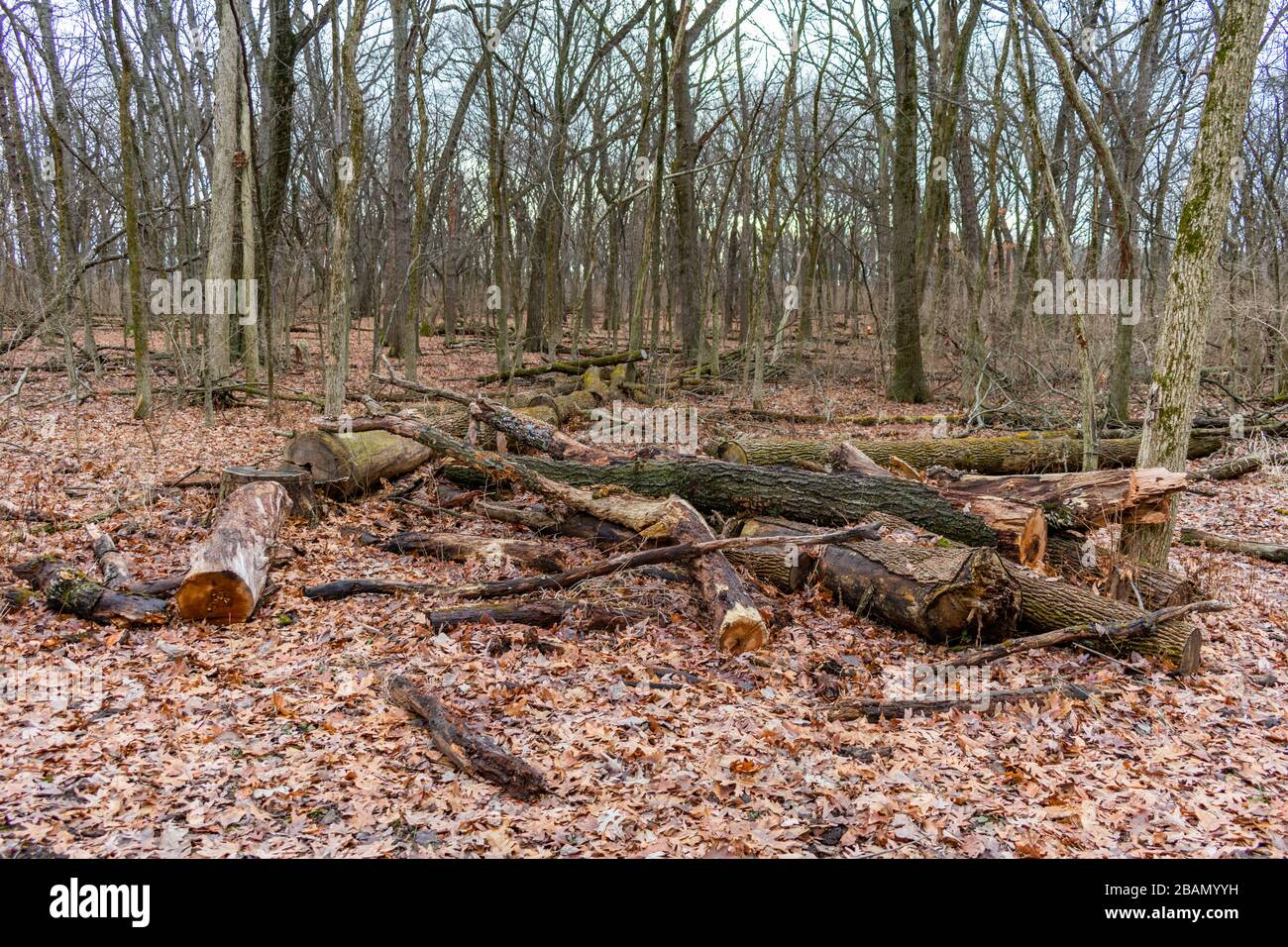 Chopped Down Trees in a Forest during Winter Stock Photo - Alamy