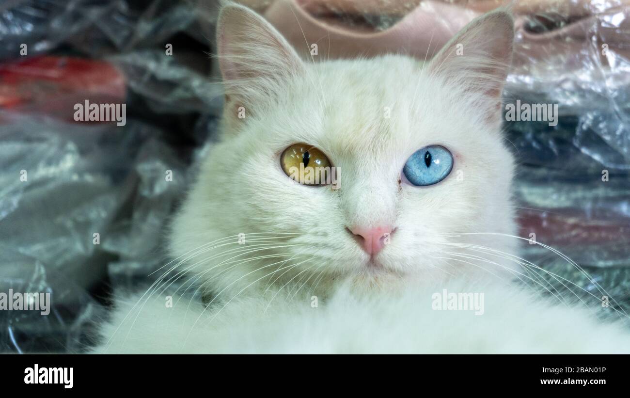 Smart looking cat hi-res stock photography and images - Alamy