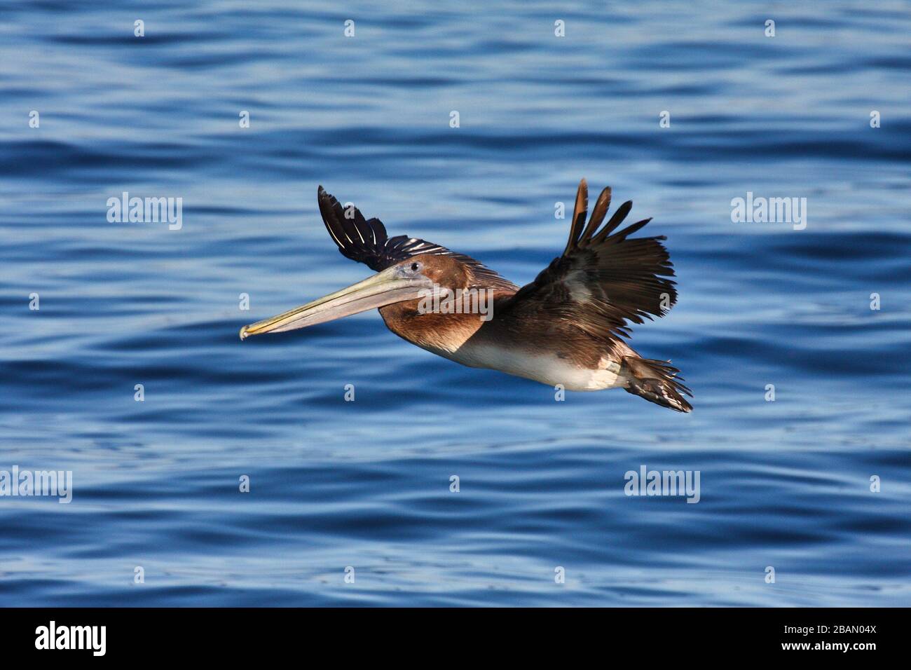 Flying pelican hi-res stock photography and images - Alamy