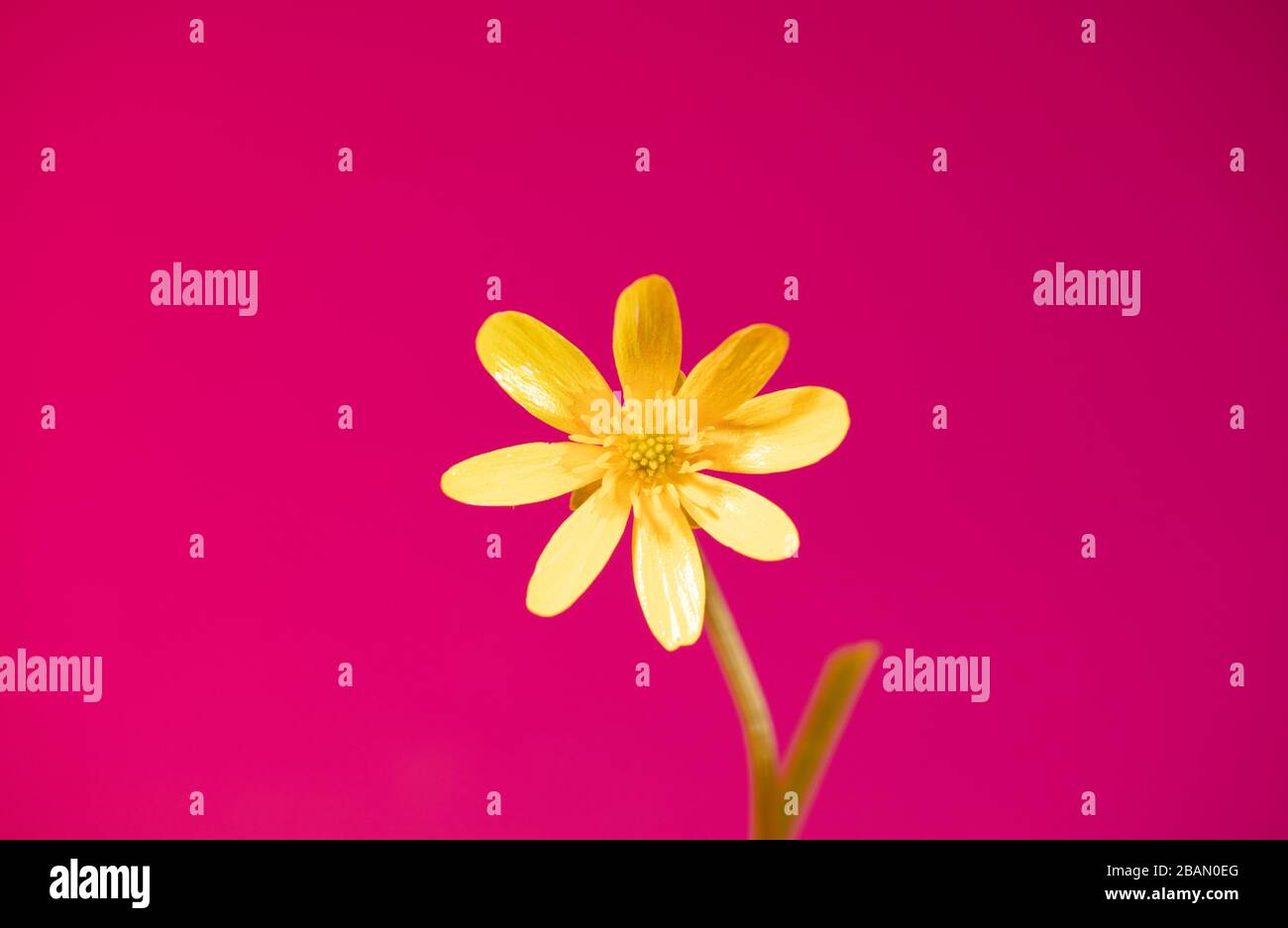 Lesser yellow celandine flower seen against a solid colourful ...