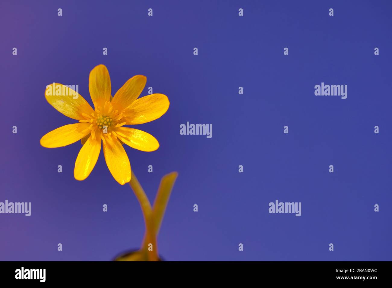 Lesser yellow celandine flower seen against a solid colourful ...