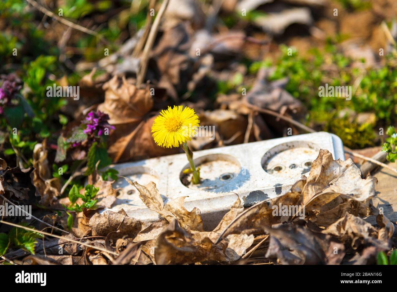 The yellow flower grew from an old outlet that was thrown into the ...