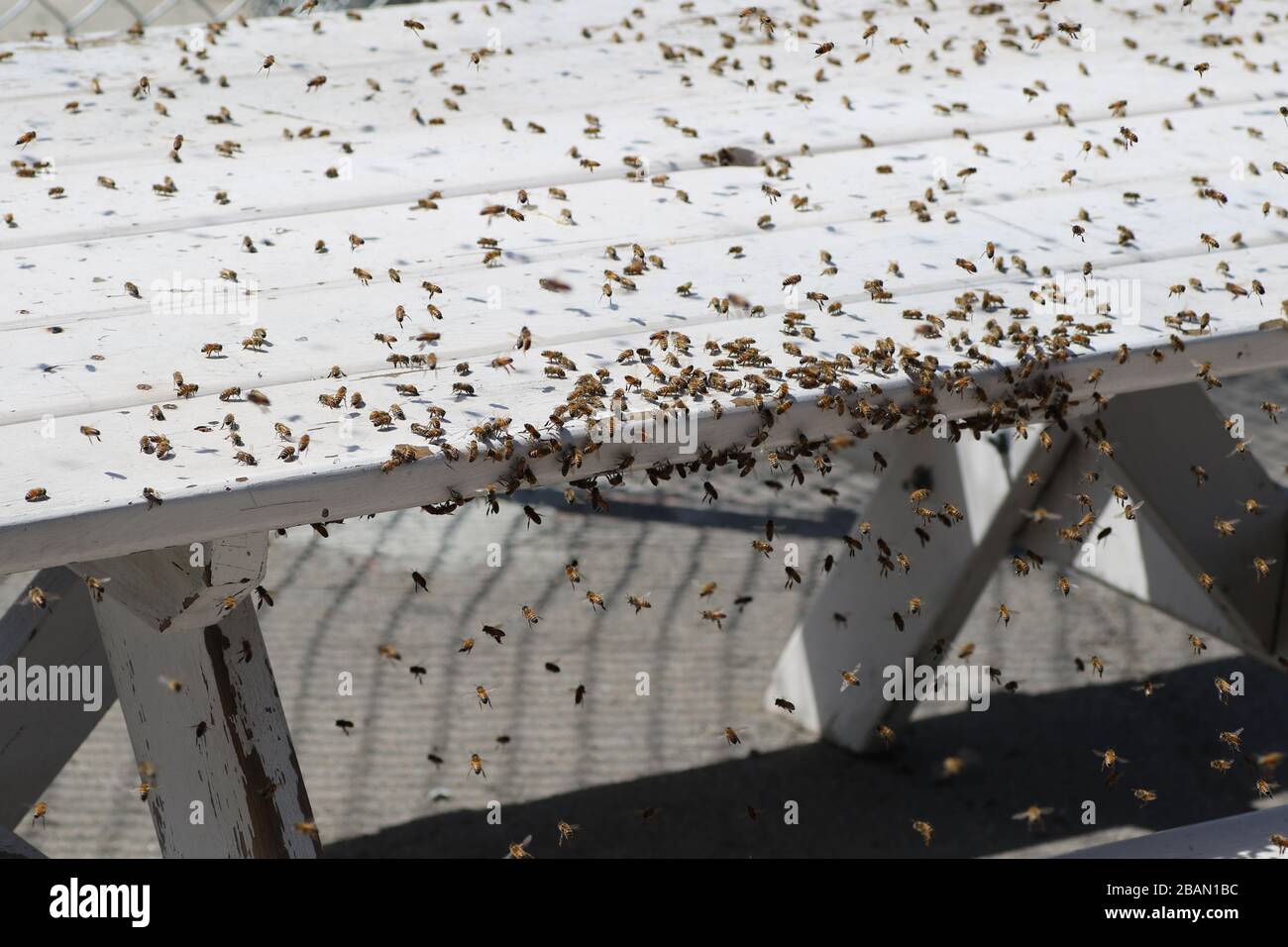 huge bee population Stock Photo - Alamy